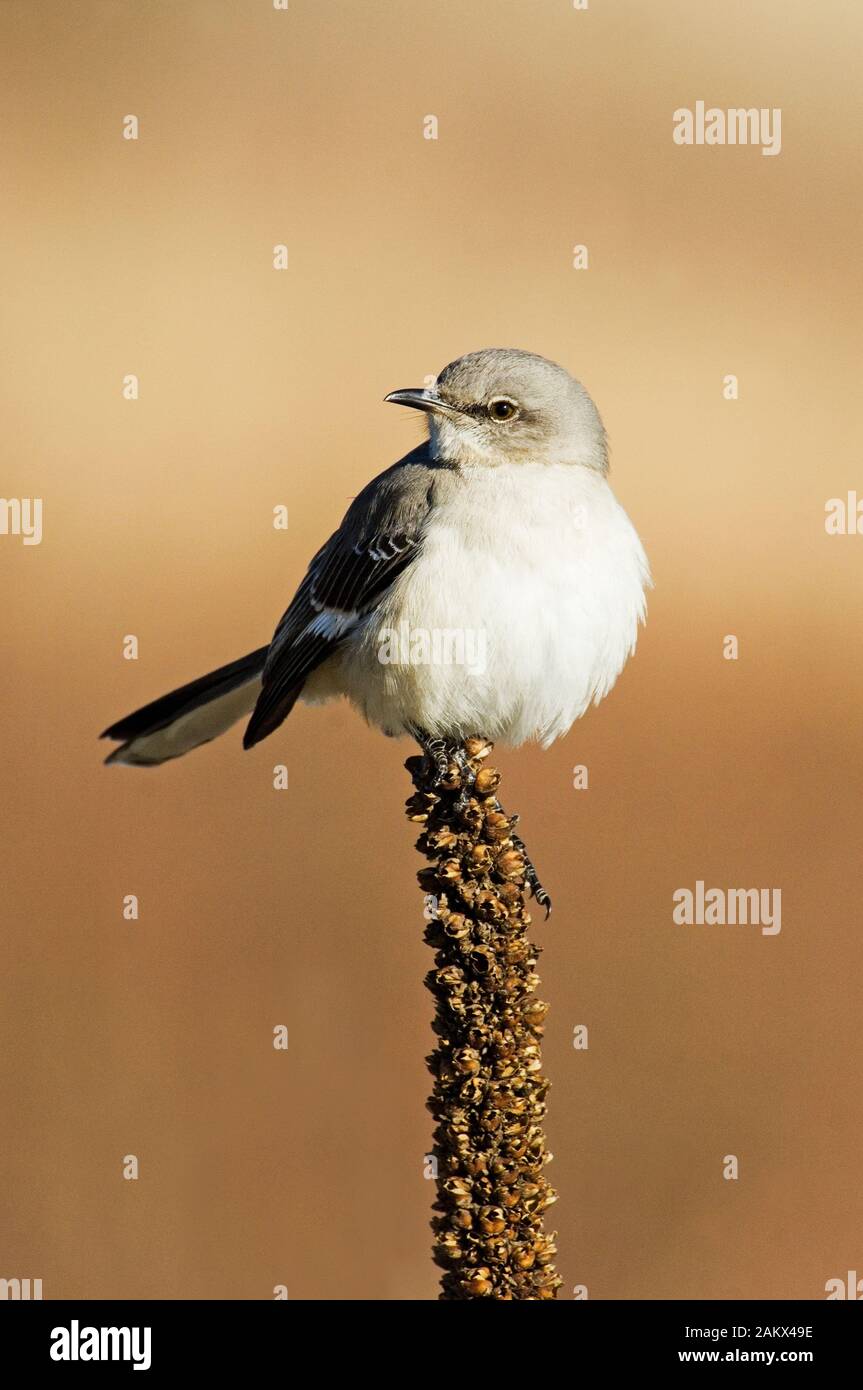Northern mockingbird up close Stock Photo - Alamy