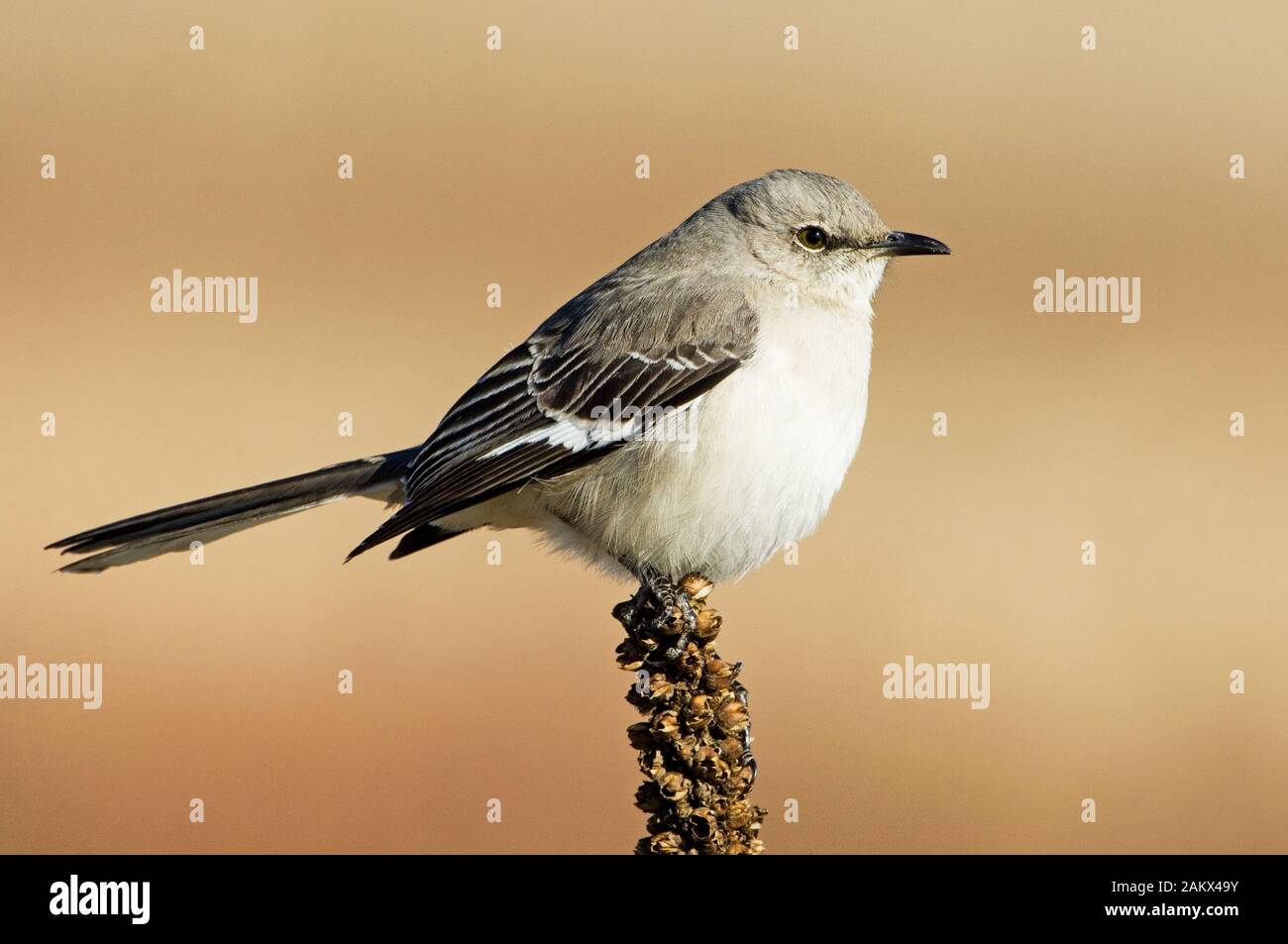 Northern mockingbird up close Stock Photo - Alamy