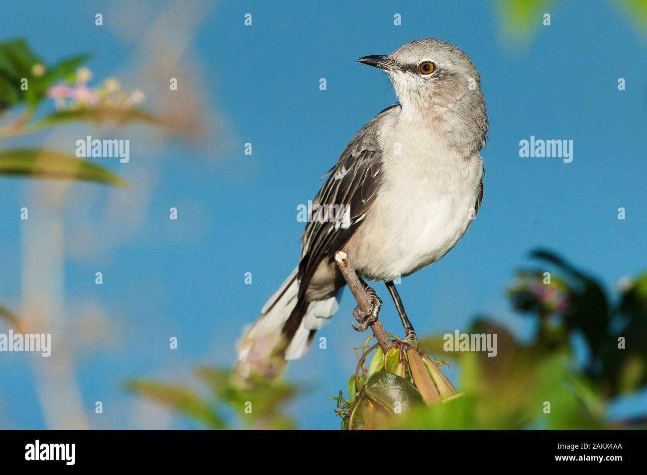 Northern mockingbird up close Stock Photo - Alamy