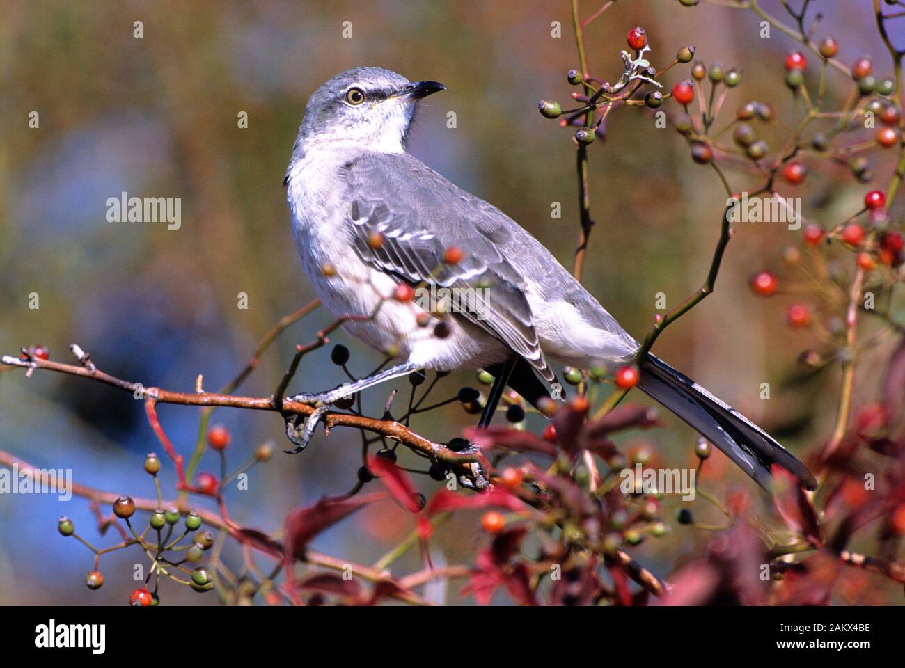 Northern mockingbird up close Stock Photo - Alamy