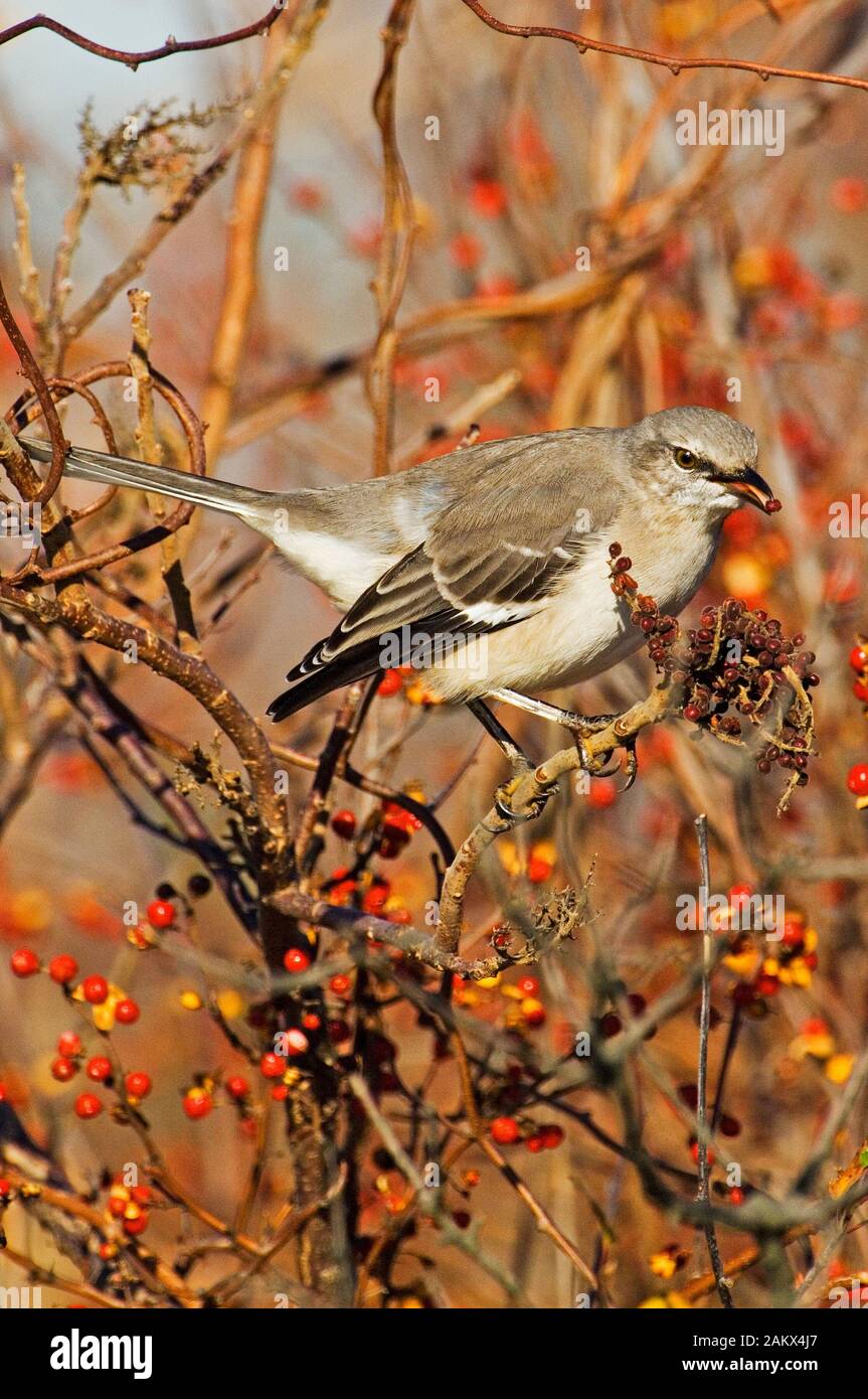 Songbirds feeding hi-res stock photography and images - Alamy