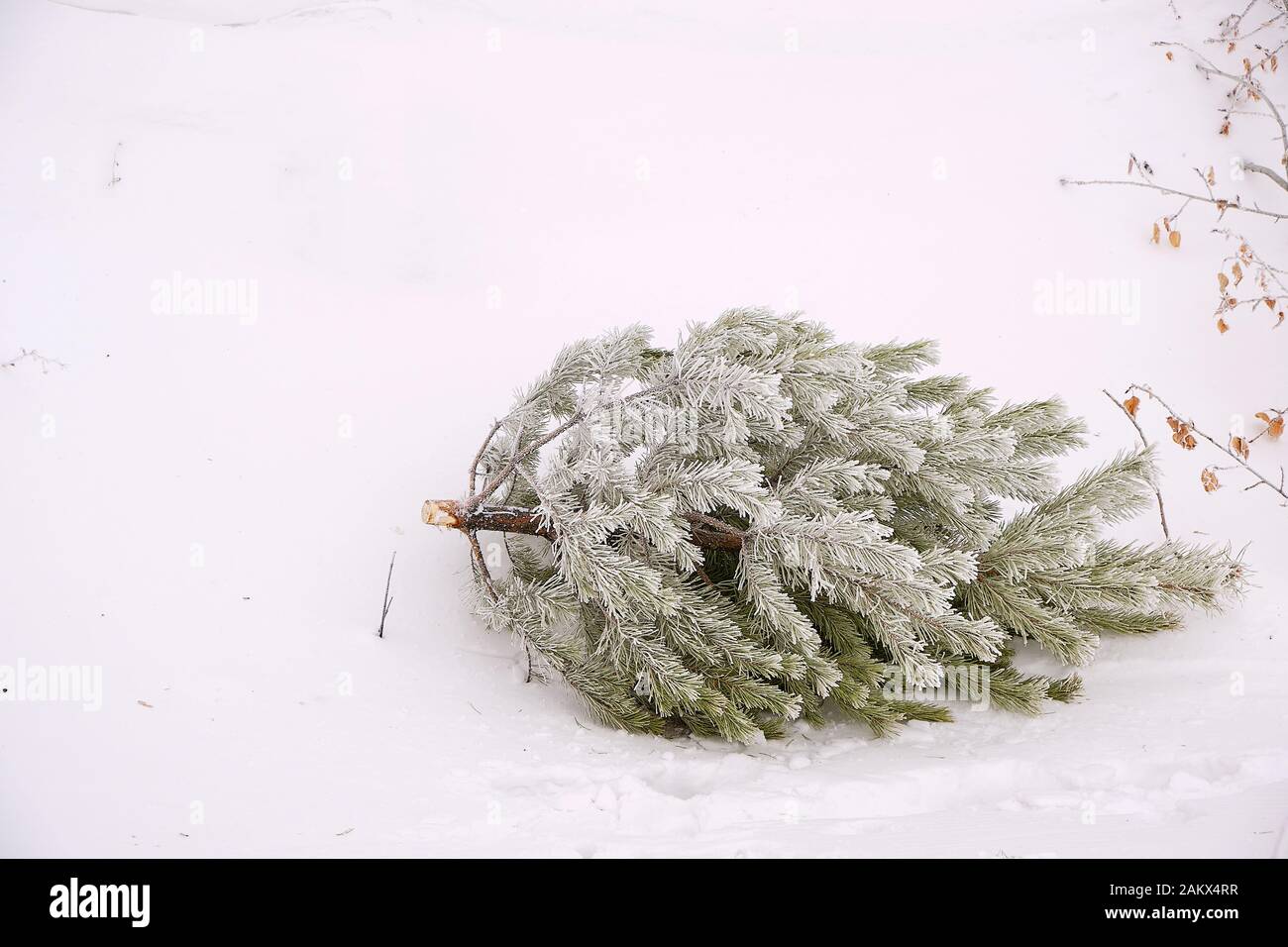Discarded Christmas tree in the trash after the holiday Stock Photo - Alamy