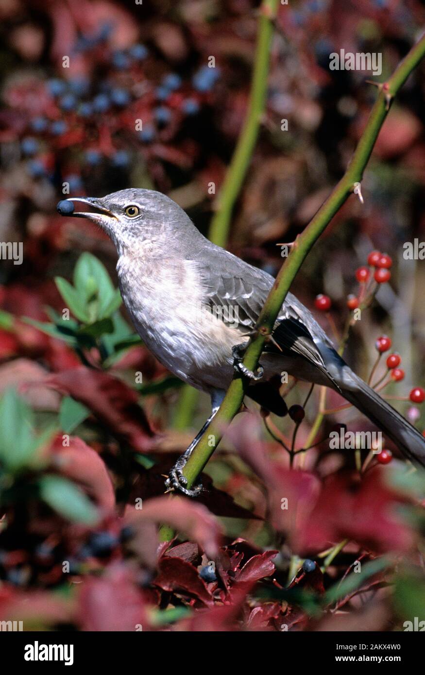 Northern mockingbird feeding on berries Stock Photo - Alamy
