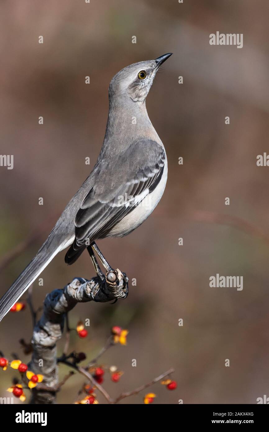 Northern mockingbird in striking pose Stock Photo - Alamy