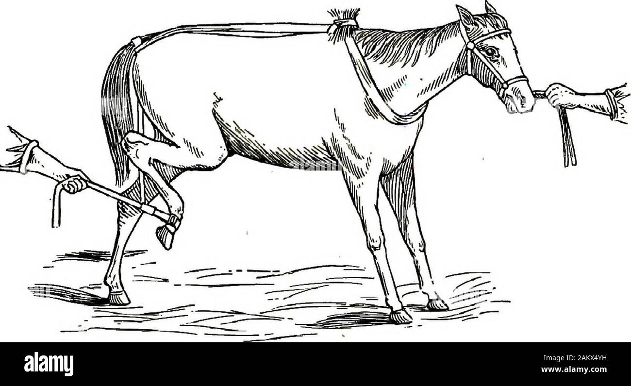 Restraint of domestic animals; a book for the use of students and ...