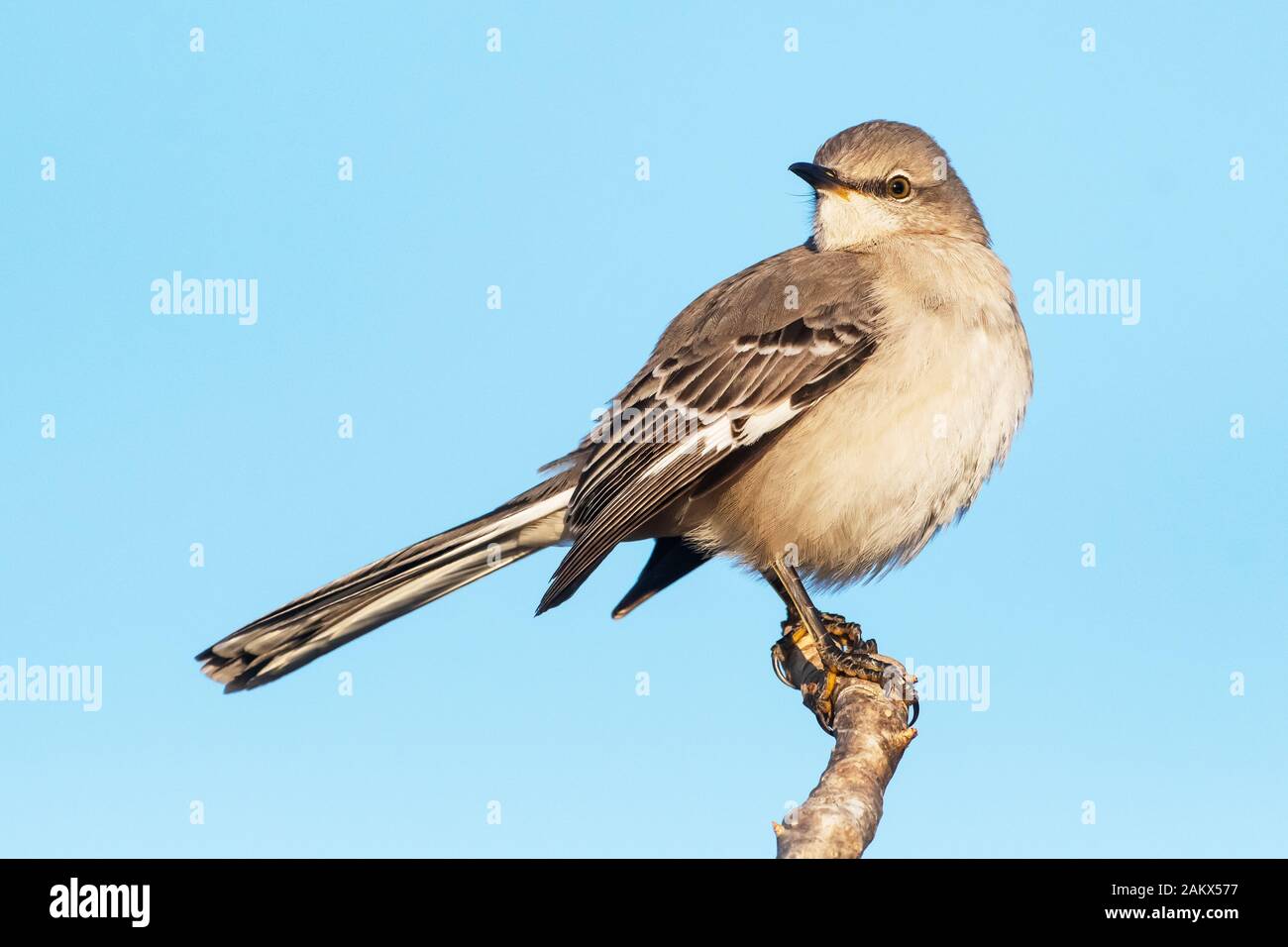 Northern mockingbird on perch Stock Photo - Alamy