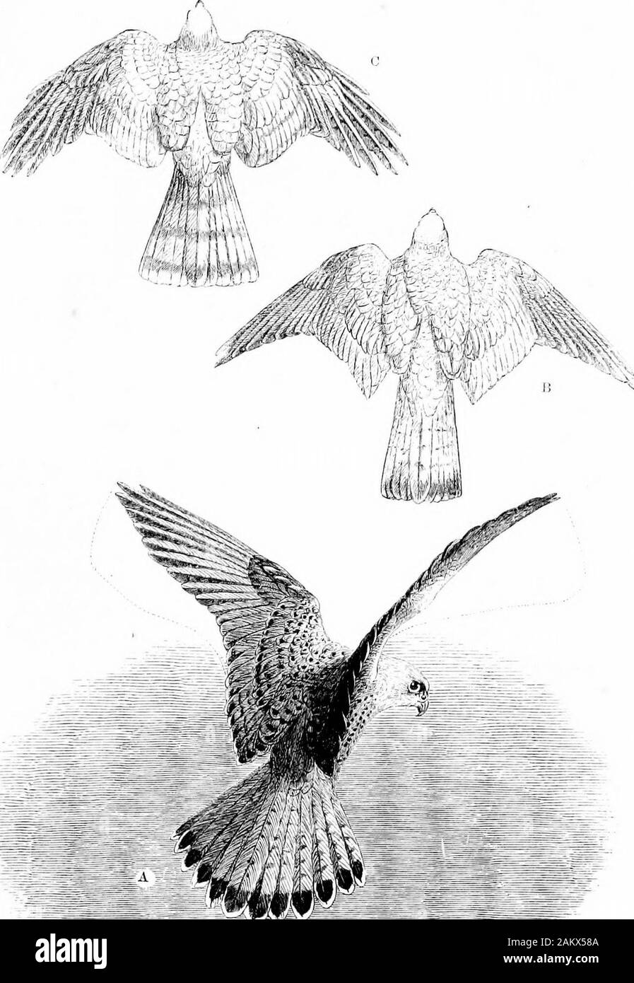 The reign of law . om-mon in other birds, is carefully avoided. The ...