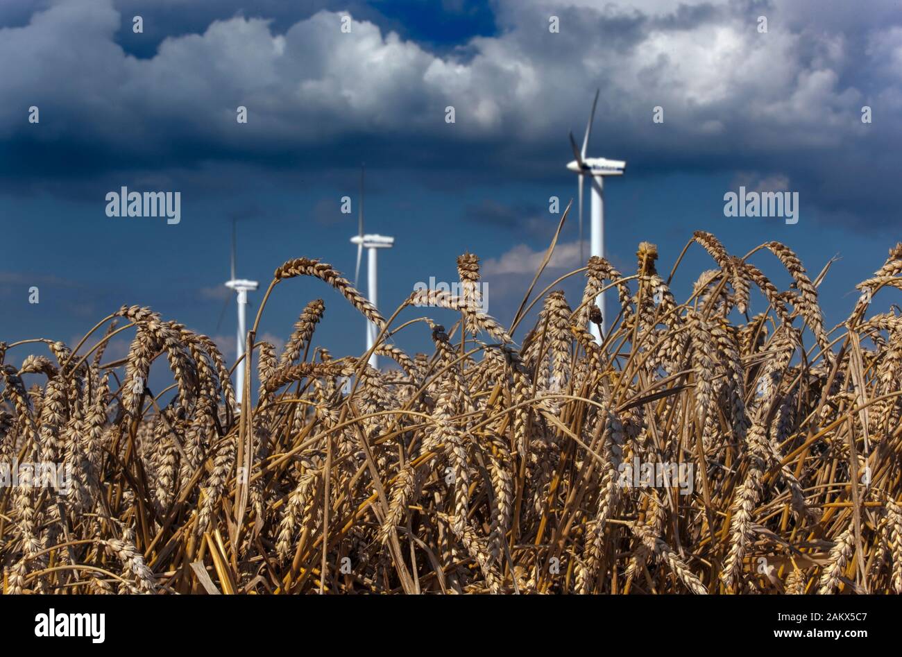 Blood Hill wind farm near Winterton in Norfolk England at harvest time ...