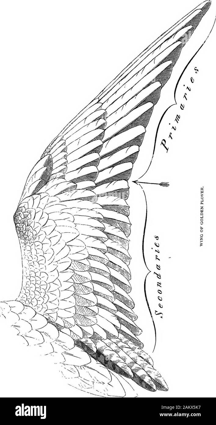 Tips primary wing Cut Out Stock Images & Pictures - Alamy