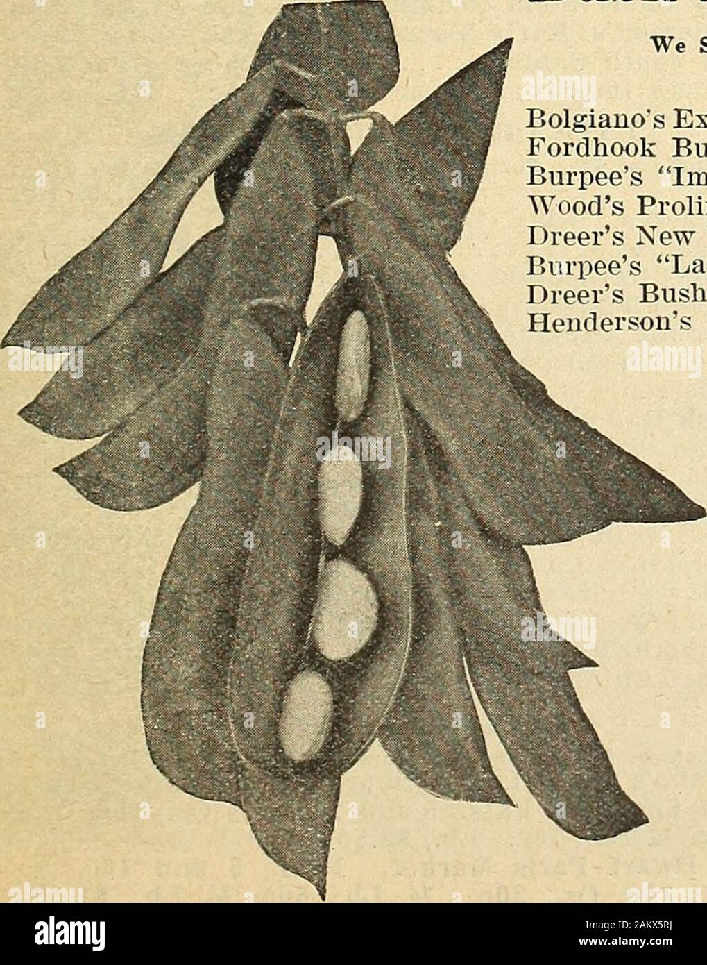 Giant horse beans hi-res stock photography and images - Alamy