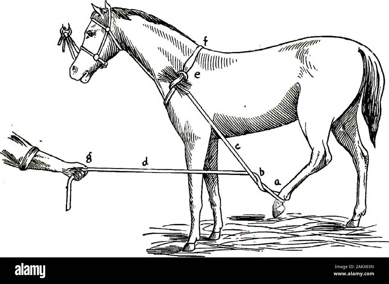 Restraint of domestic animals; a book for the use of students and ...