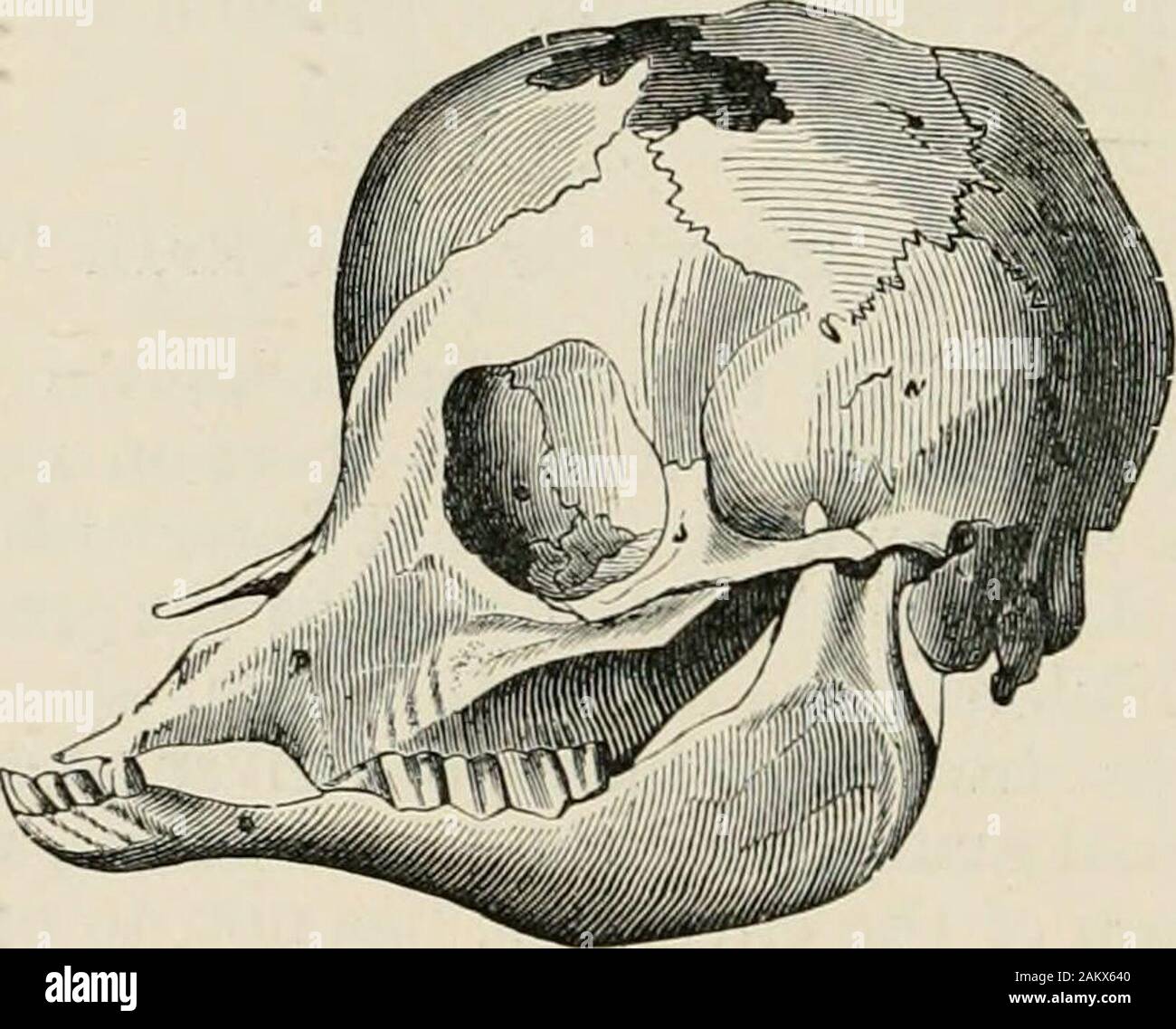 Anium hi-res stock photography and images - Alamy