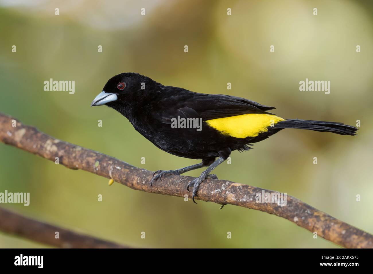 Flame-rumped Tanager - Ramphocelus flammigerus, beautiful black and ...