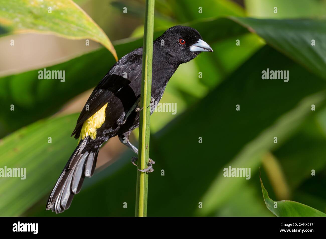 Flame-rumped Tanager - Ramphocelus flammigerus, beautiful black and ...