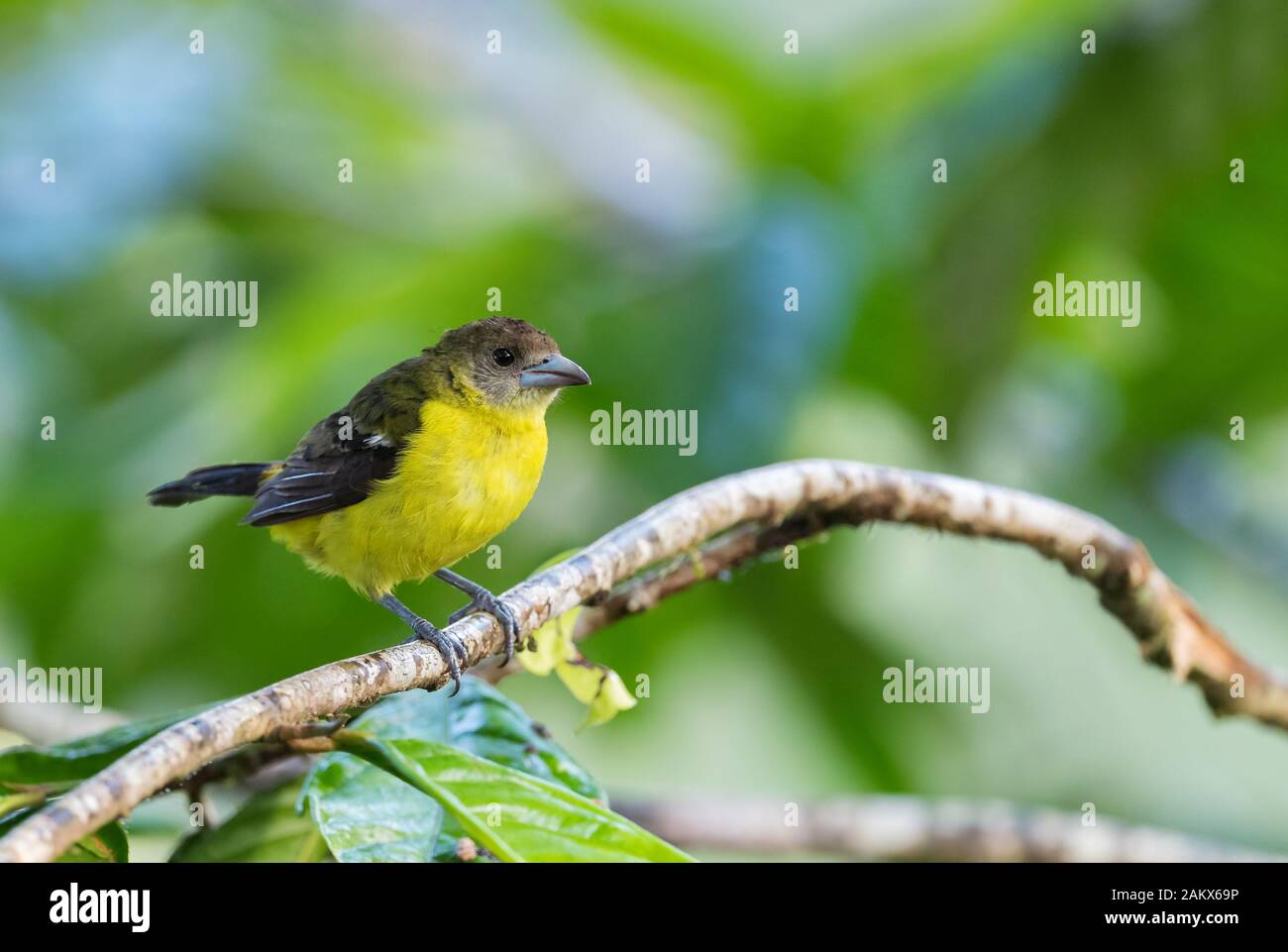 Flame-rumped Tanager - Ramphocelus flammigerus, beautiful black and ...