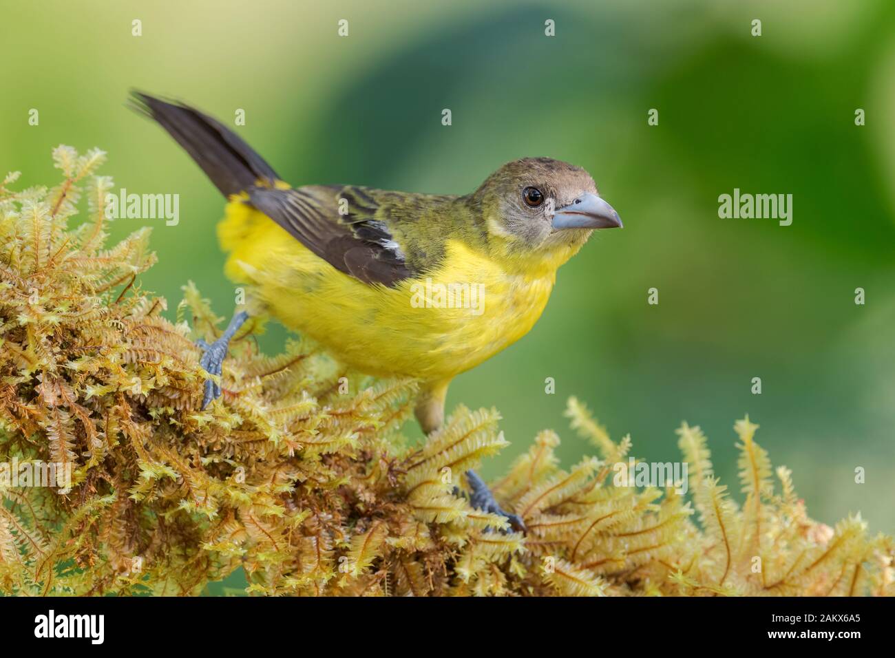 Flame-rumped Tanager - Ramphocelus flammigerus, beautiful black and ...