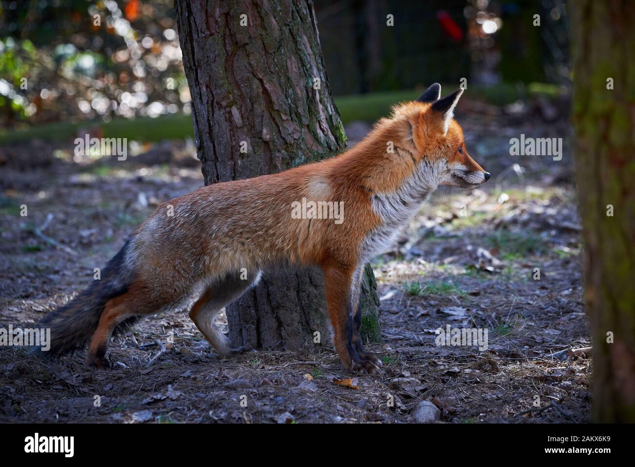 Red fox animal in the forest hi-res stock photography and images - Alamy