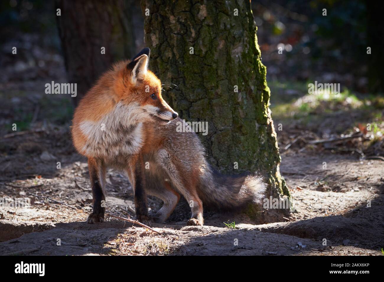 European red fox family hi-res stock photography and images - Alamy