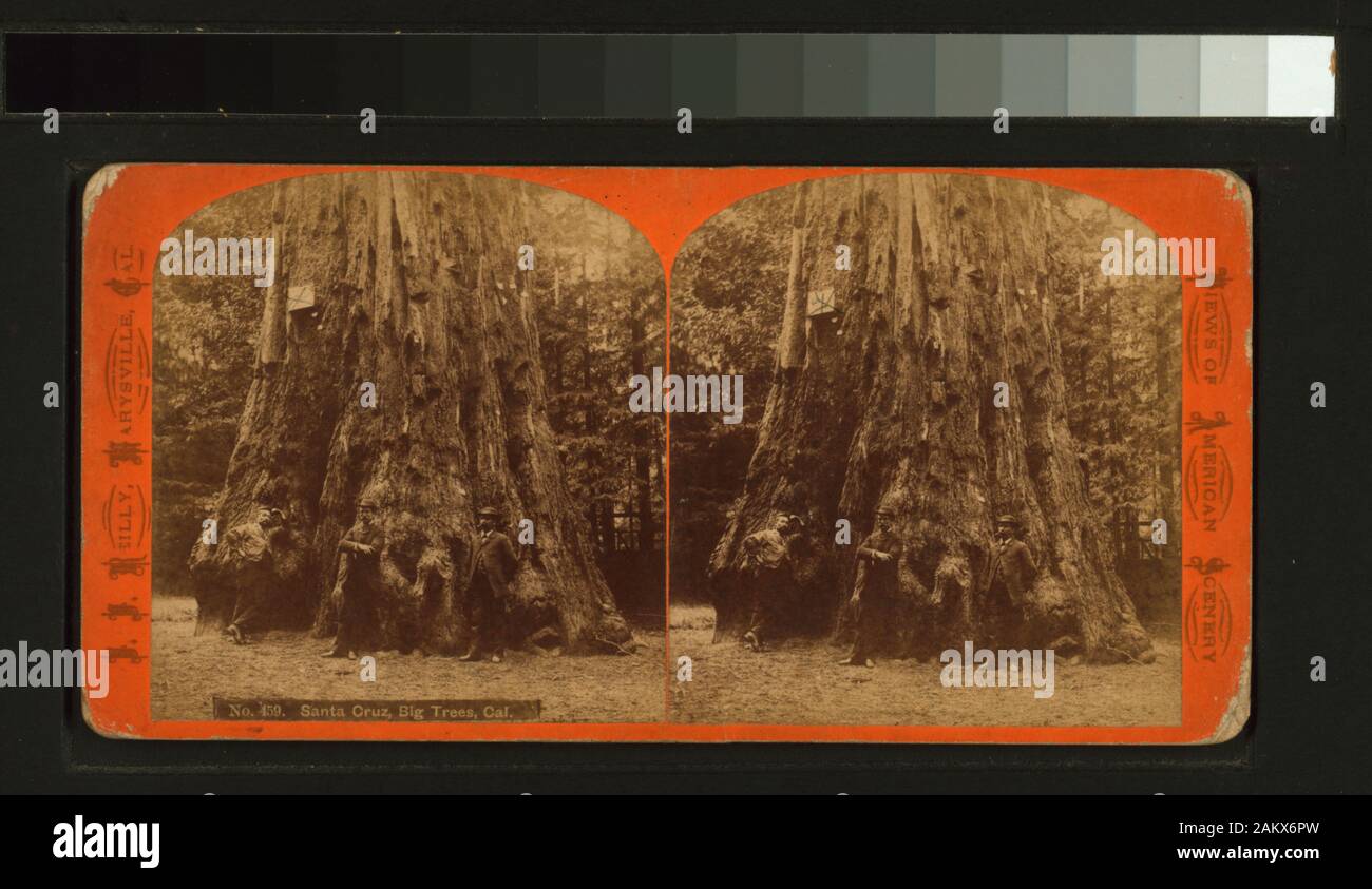 Santa Cruz, Big Trees, Calaveras Grove, Cal by J. J. Reilly.; Santa ...