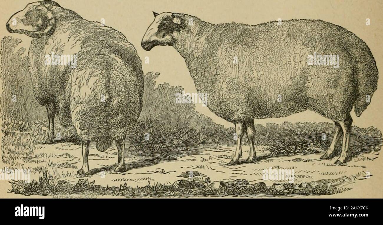 Fat tailed sheep hi-res stock photography and images - Alamy