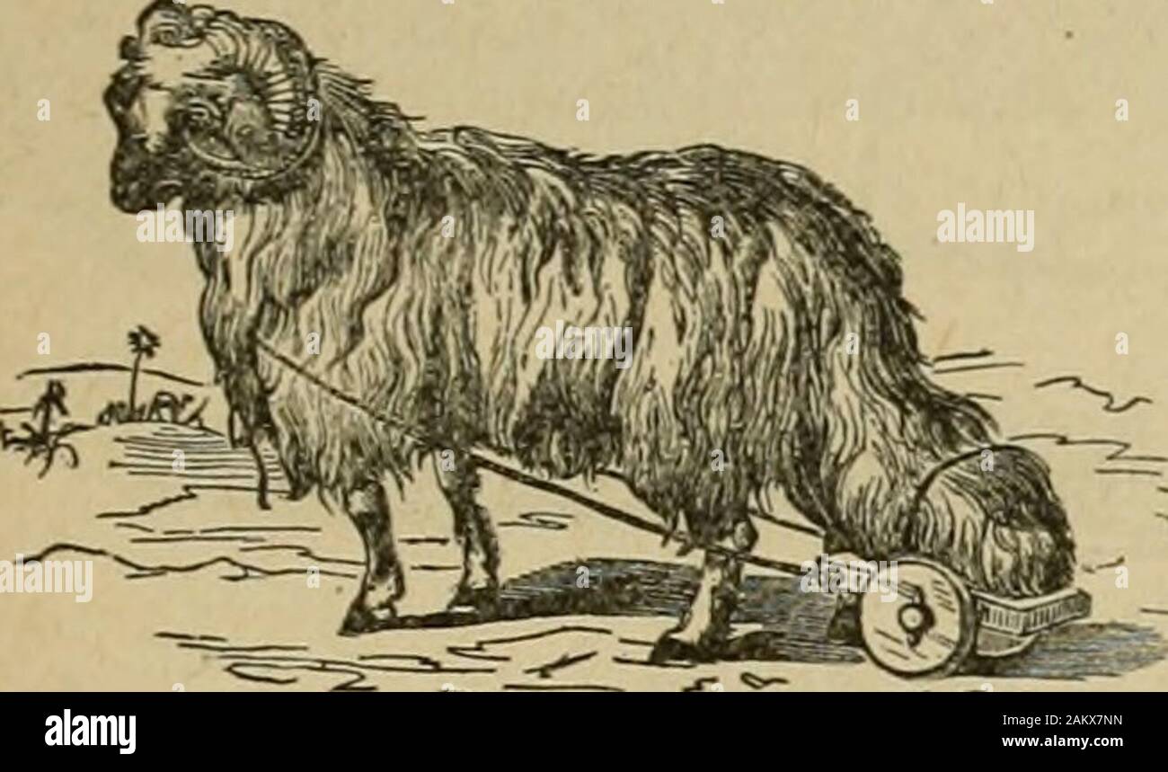 American farming and stock raising, with useful facts for the household ...