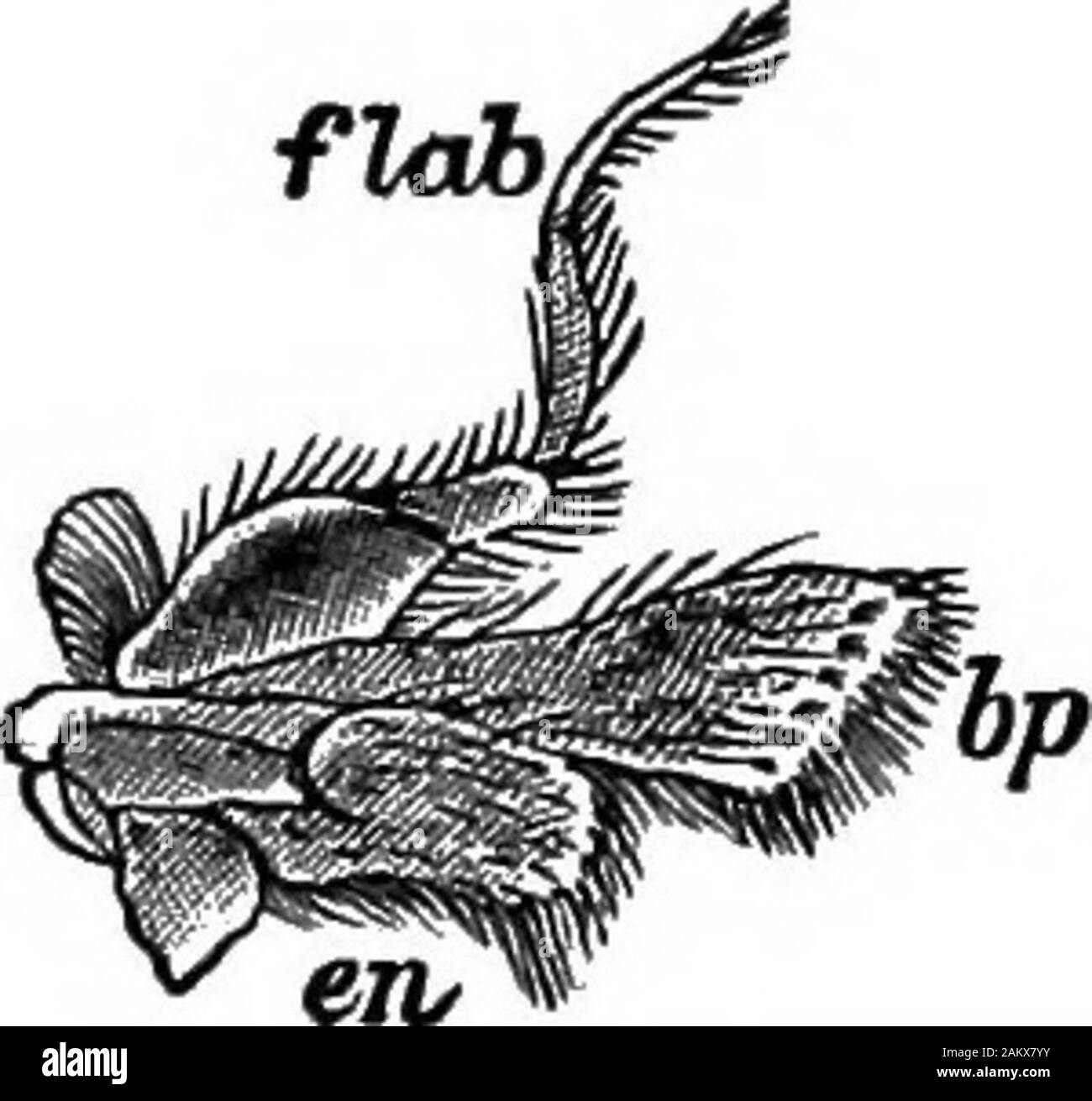 First lesson in zoology : adapted for use in schools . Fio. 82 ...