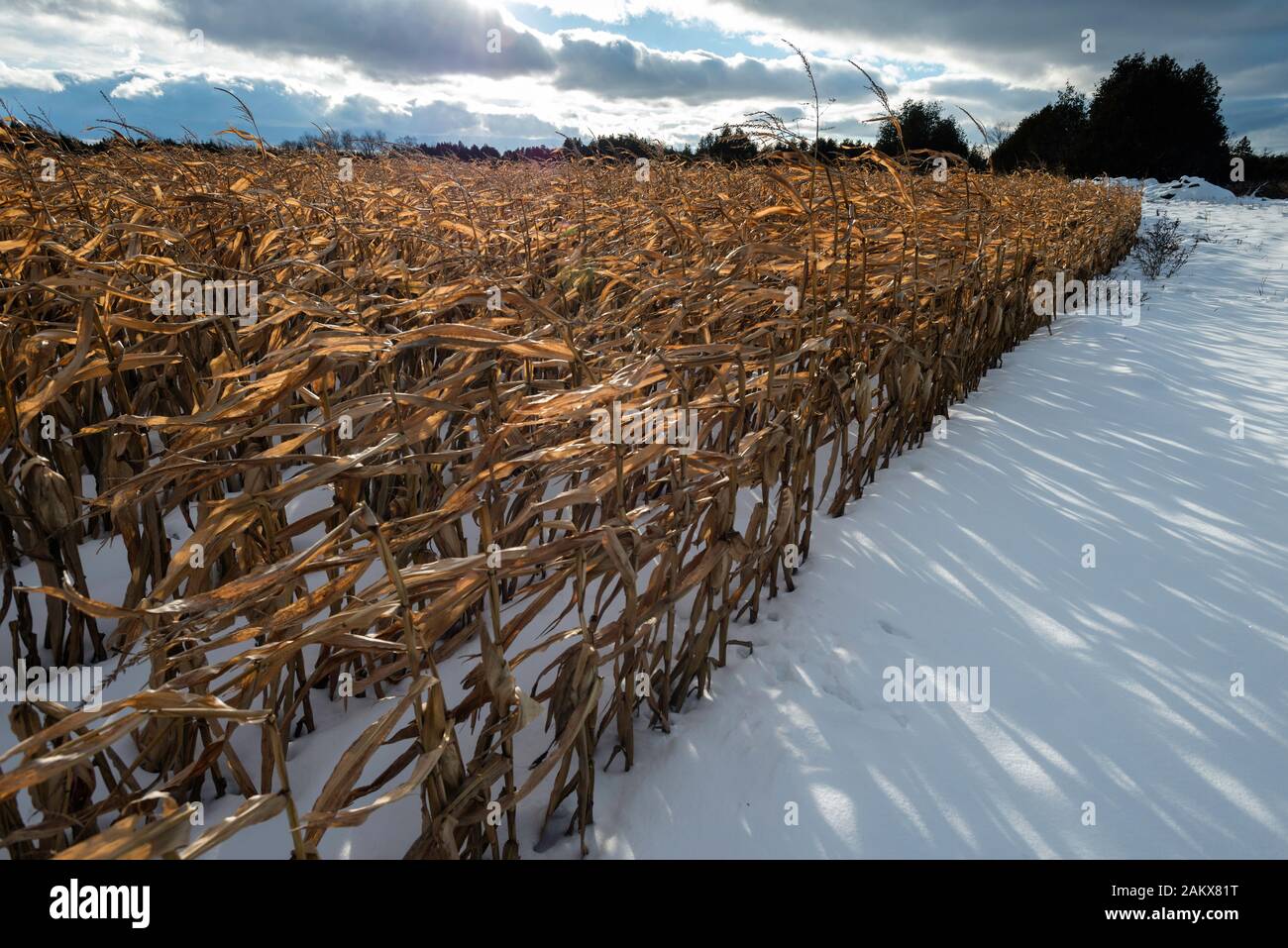 Winter corn field in a state of being eaten by wildlife Stock Photo - Alamy