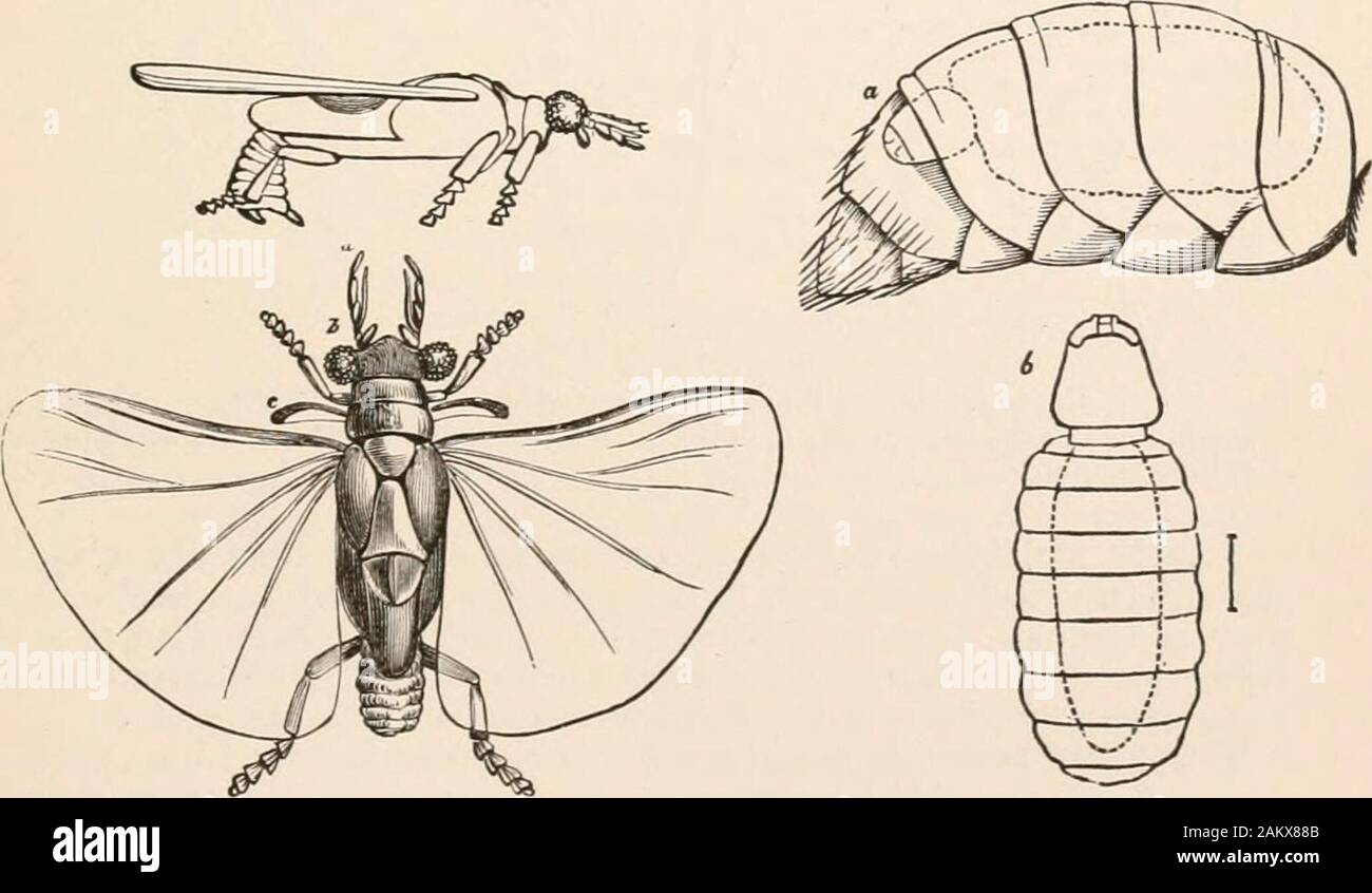 Strepsiptera Life Cycle