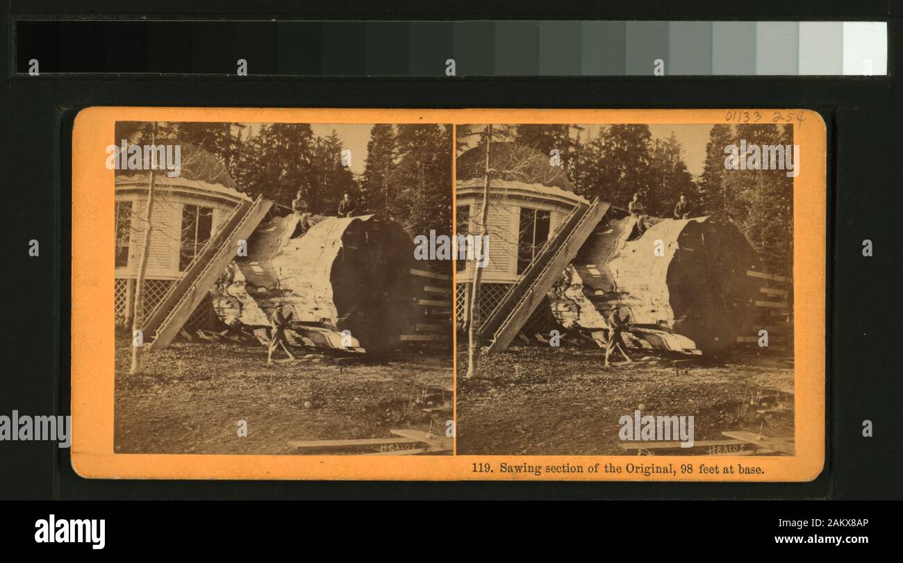 Sawing section of the Original, 98 feet at base by Eadweard Muybridge ...