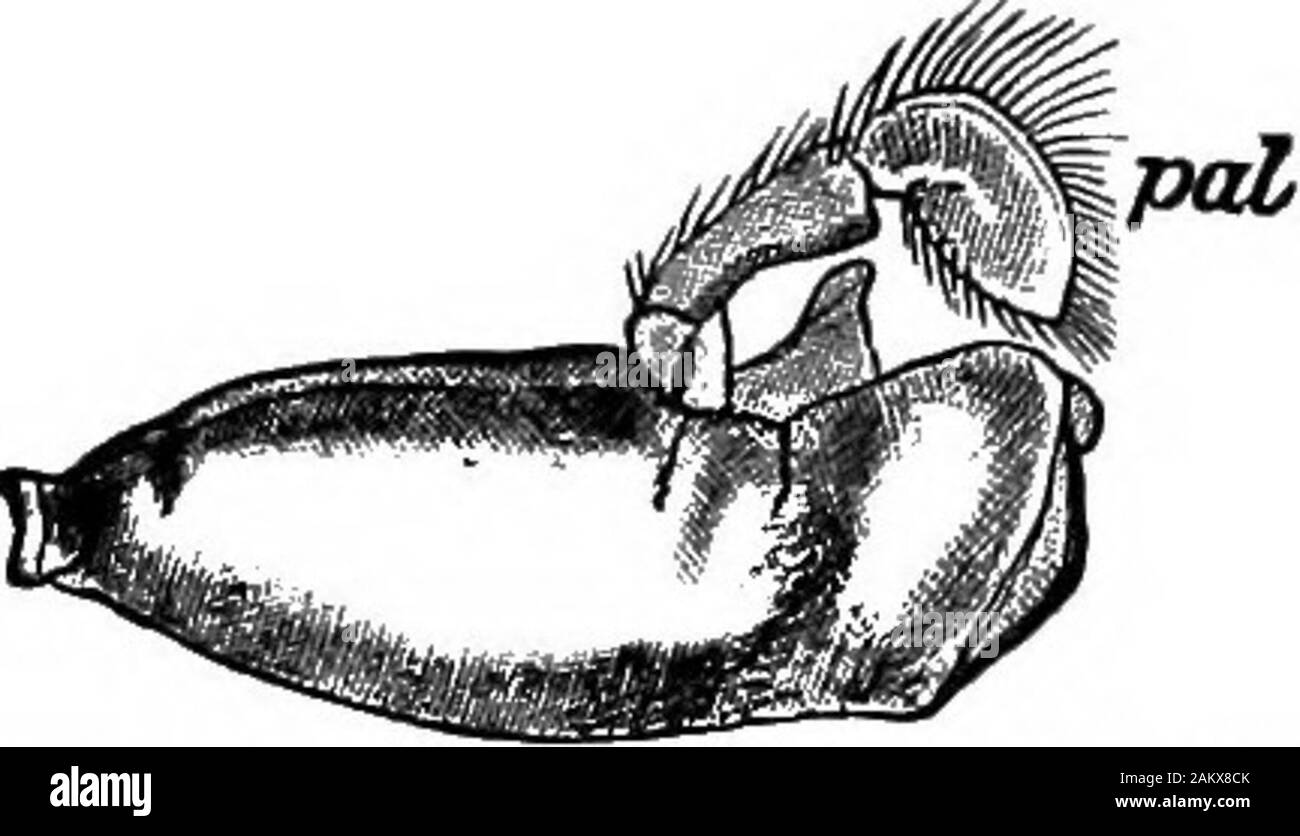 First lesson in zoology : adapted for use in schools . Fio. 81. 80 ...