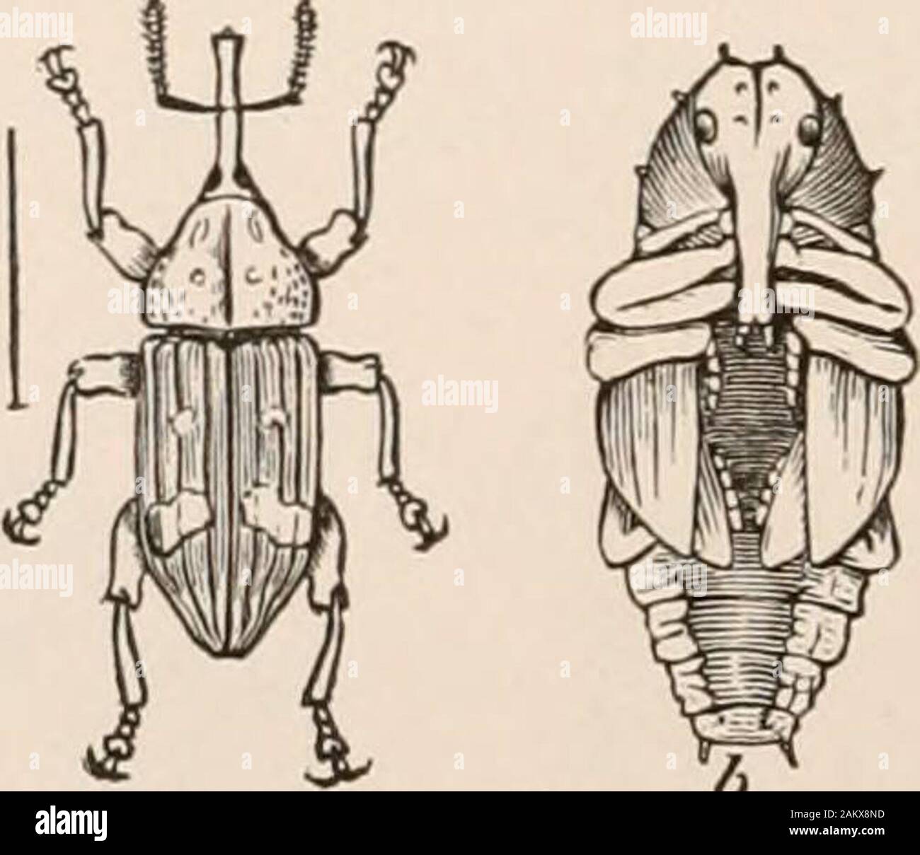 Entomology for beginners; for the use of young folks, fruitgrowers ...