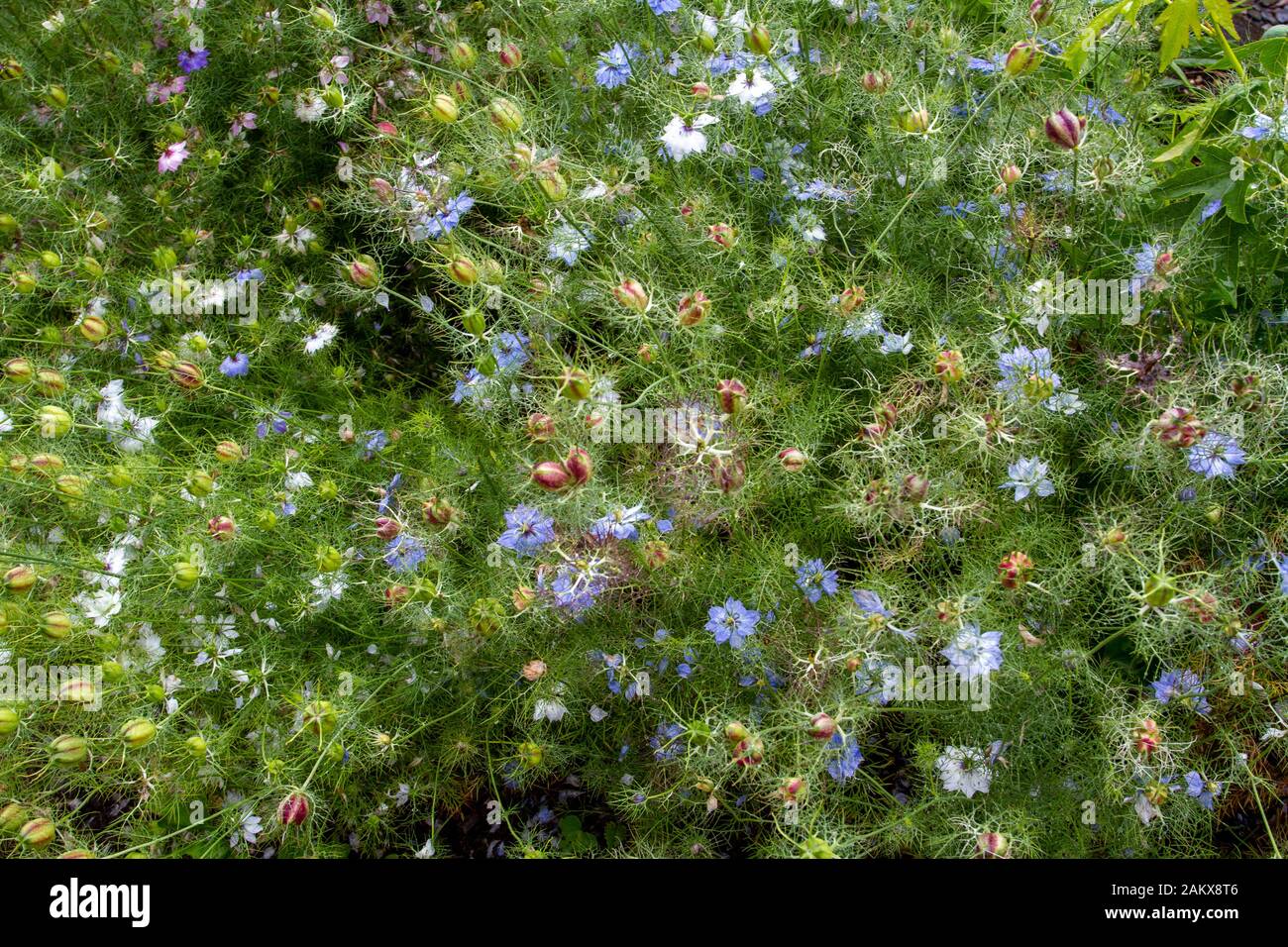 Mossy background hi-res stock photography and images - Alamy