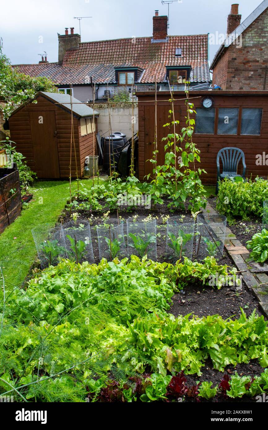A very tidy vegetable patch in a small garden in Framlingham a Suffolk ...