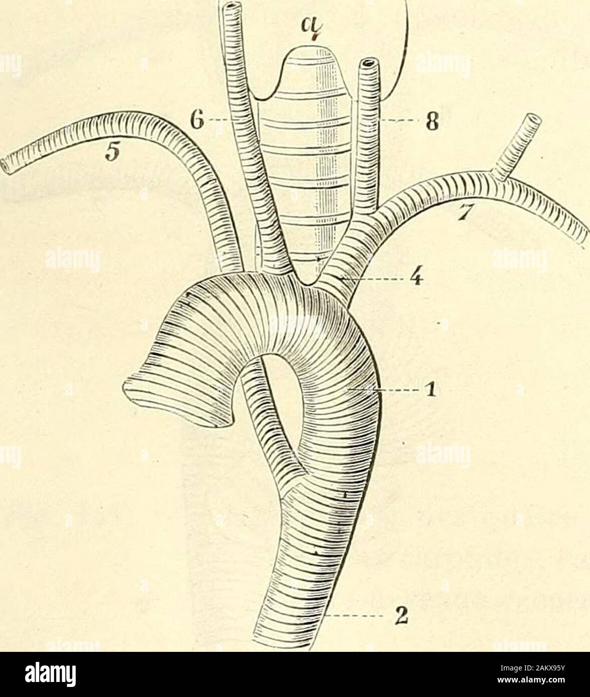 Traité d'anatomie topographique avec applications a la chirurgie . Fig ...