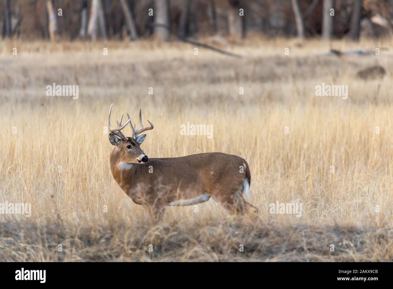 Whitetail buck in rut colorado hi-res stock photography and images - Alamy