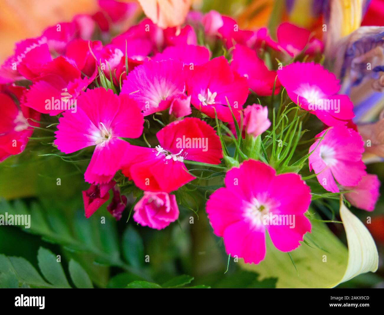 Colourful Flower Bouqet Stock Photo - Alamy