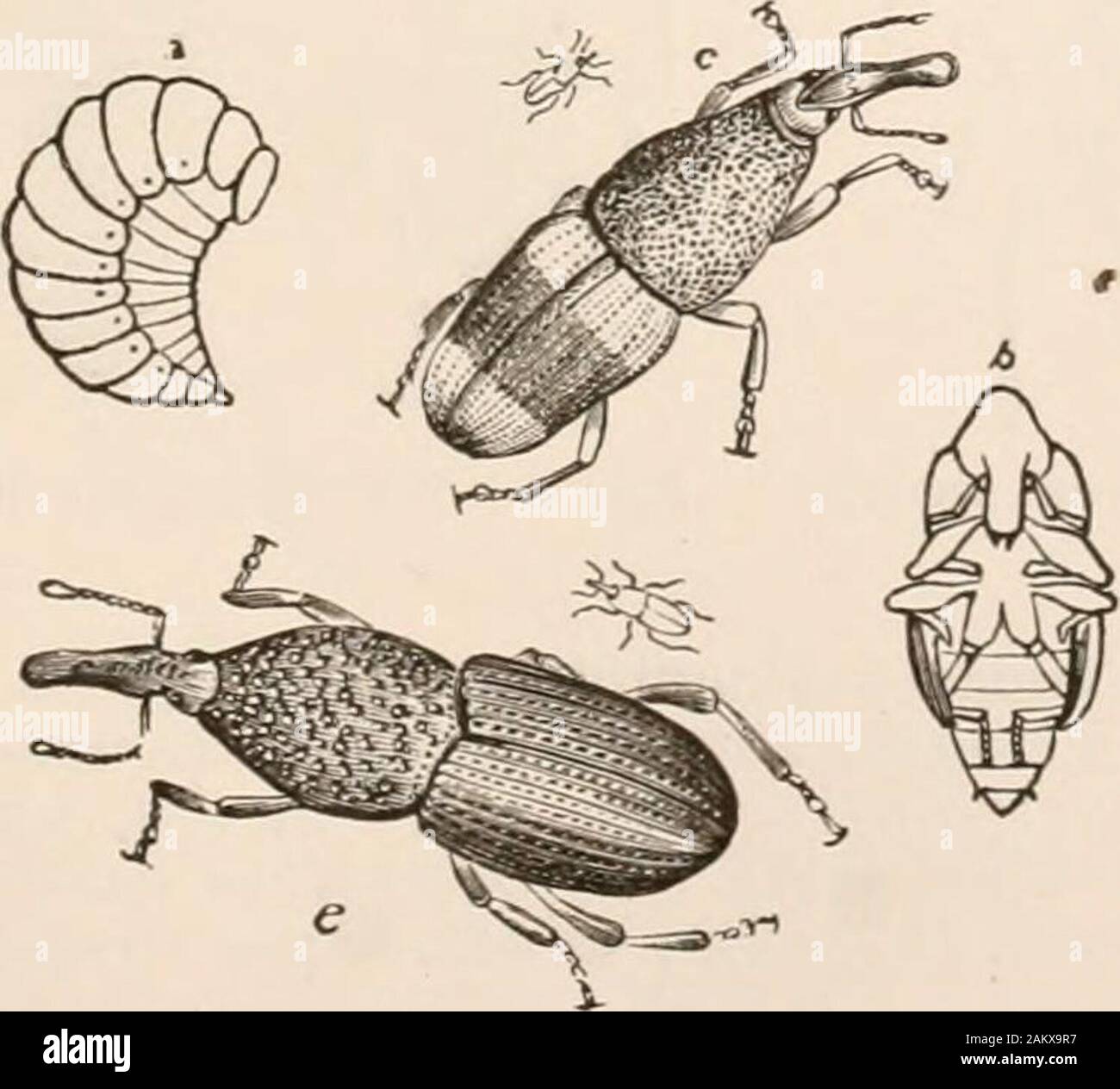 Weevils rice hi-res stock photography and images - Alamy