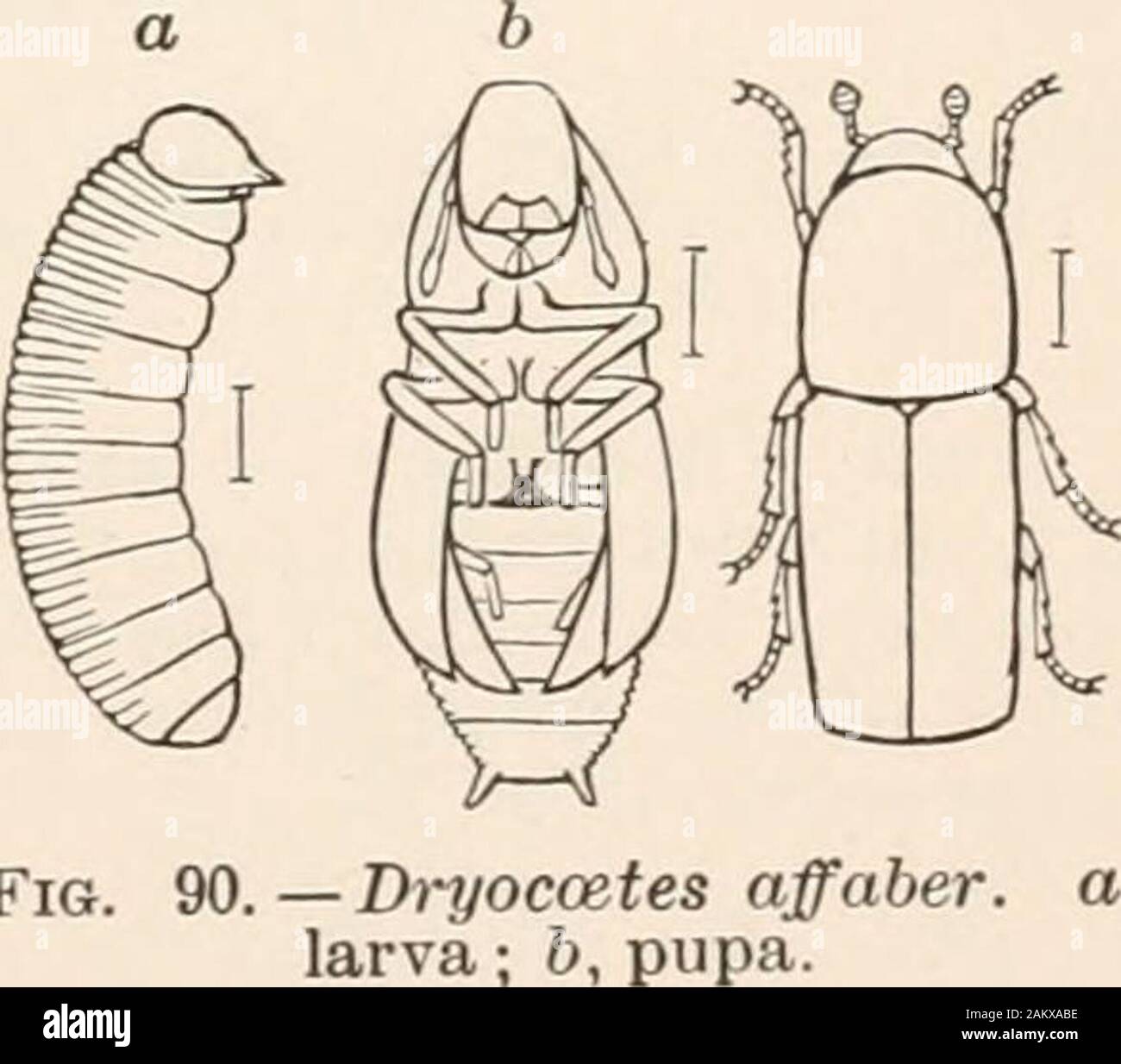 Entomology for beginners; for the use of young folks, fruitgrowers ...