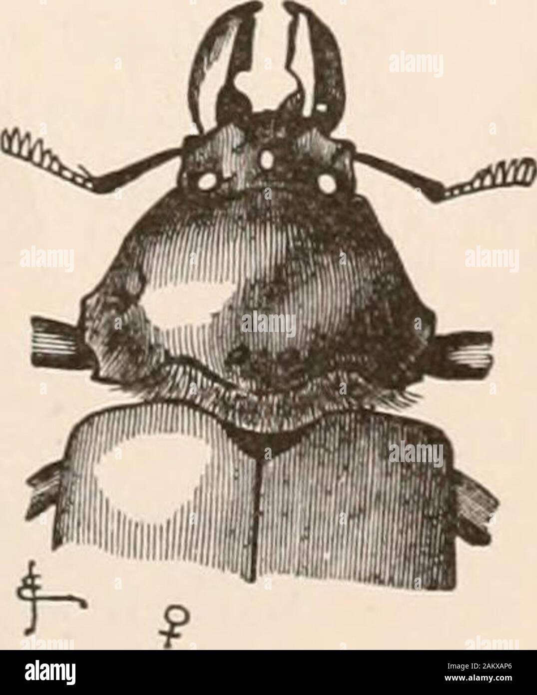 Entomology for beginners; for the use of young folks, fruitgrowers ...