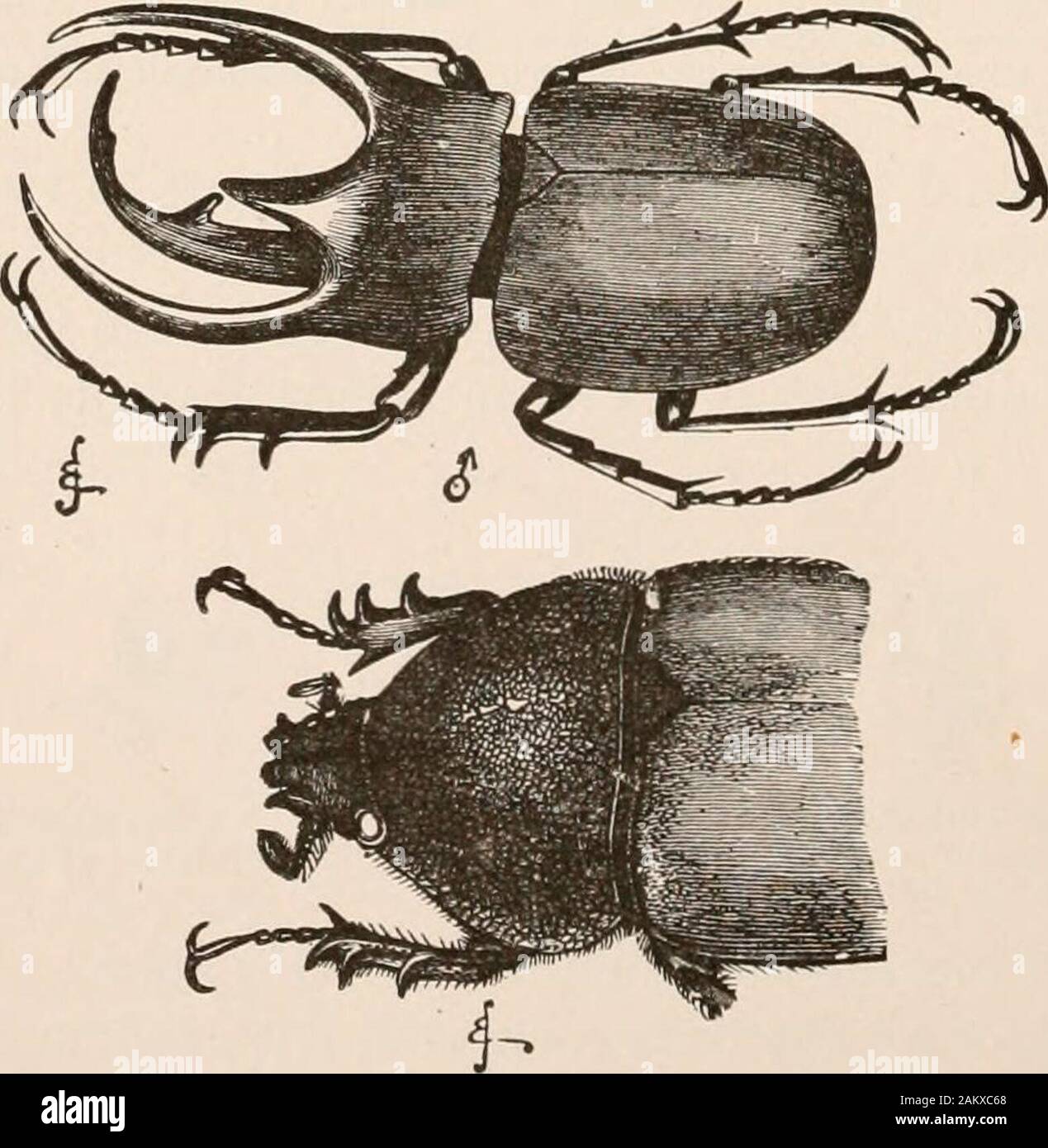 Elongated tubercles hi-res stock photography and images - Alamy