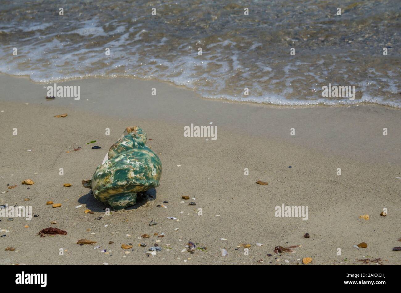 Large seashell Turbo Marmoratus on the beach Stock Photo - Alamy
