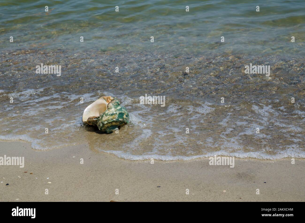 Turbo marmoratus hi-res stock photography and images - Alamy