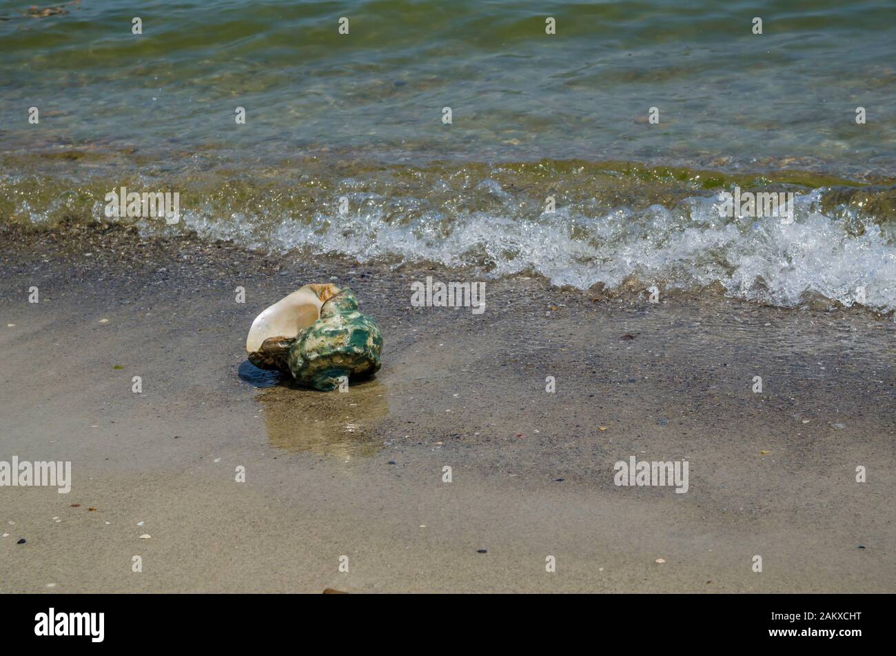 Large seashell Turbo Marmoratus on the beach Stock Photo - Alamy