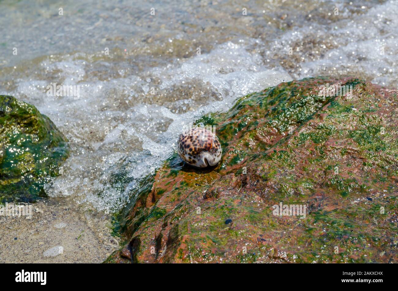 Shell Cypraea Tigris on a rock by the sea Stock Photo - Alamy