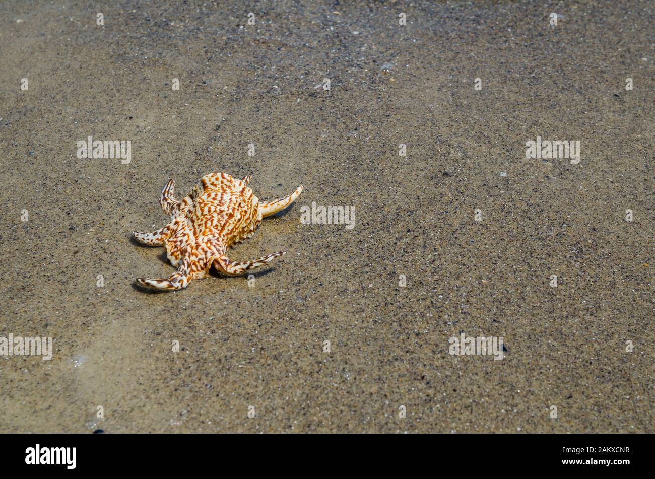 Shell in sand on beach hi-res stock photography and images - Alamy