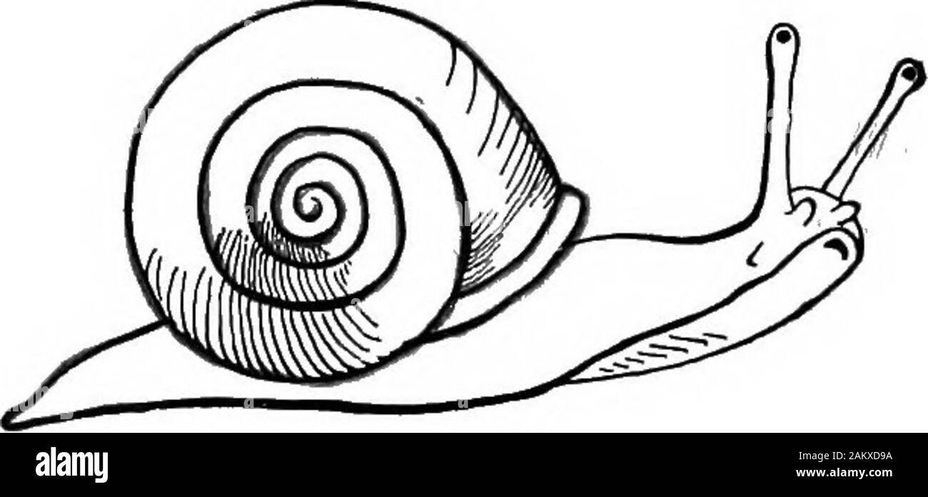 Univalve shellfish Cut Out Stock Images & Pictures - Alamy