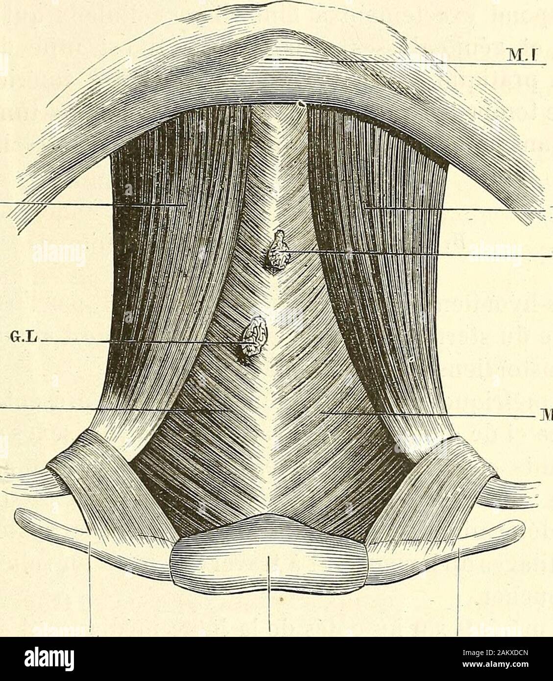Hyo triangle hi-res stock photography and images - Alamy