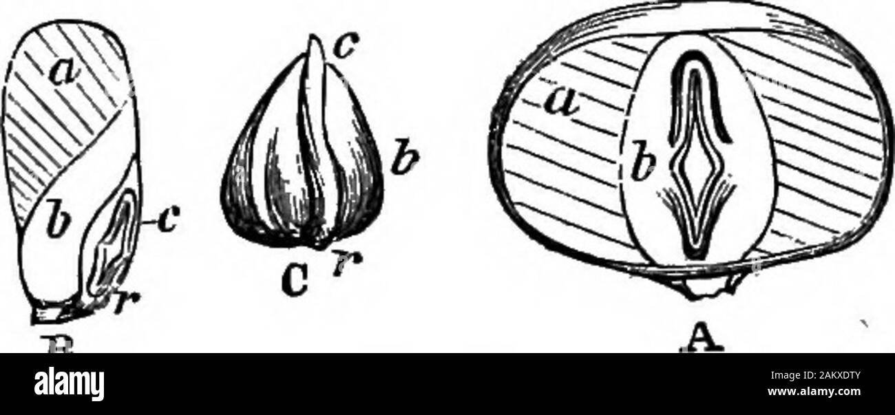 Cotyledon h hi-res stock photography and images - Alamy