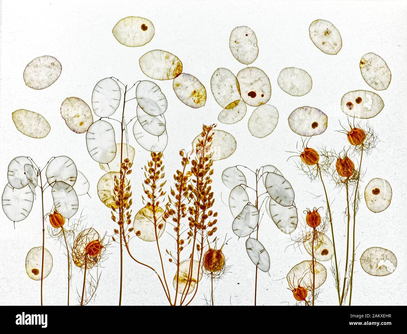 Flat Seed Pods High Resolution Stock Photography and Images - Alamy