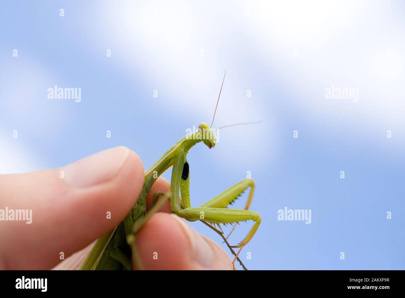 Hand mantis religiosa hi-res stock photography and images - Alamy